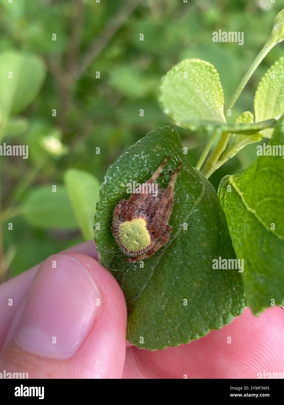 Tropical Orbweaver (Eriophora ravilla Stock Photo - Alamy