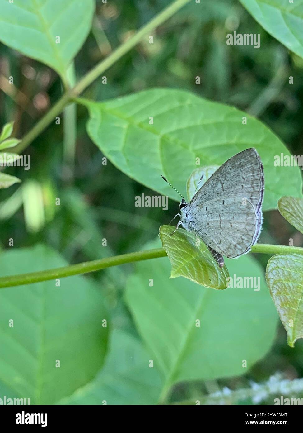 Summer Azure (Celastrina neglecta Stock Photo - Alamy