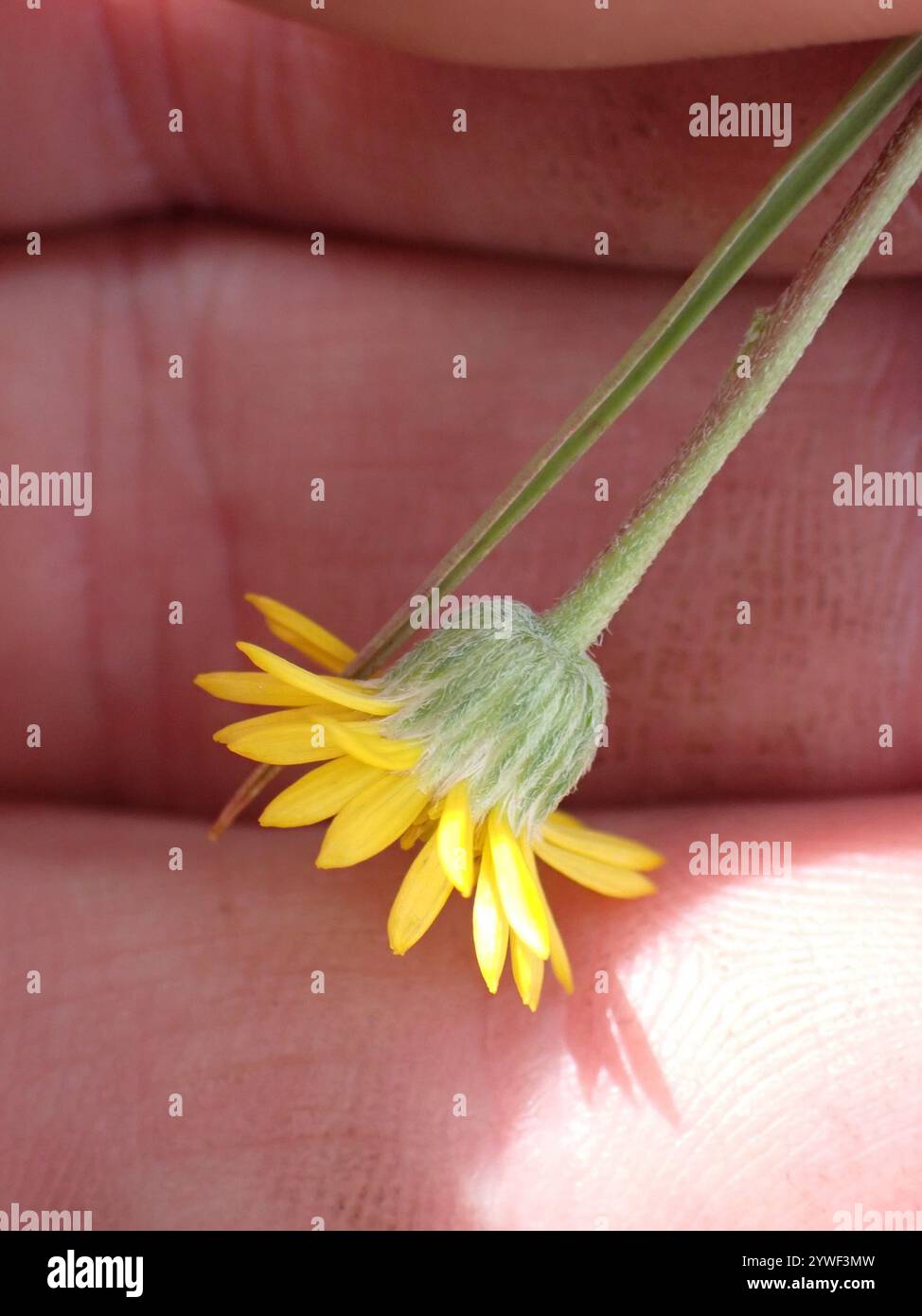 Desert Yellow Fleabane (Erigeron linearis Stock Photo - Alamy
