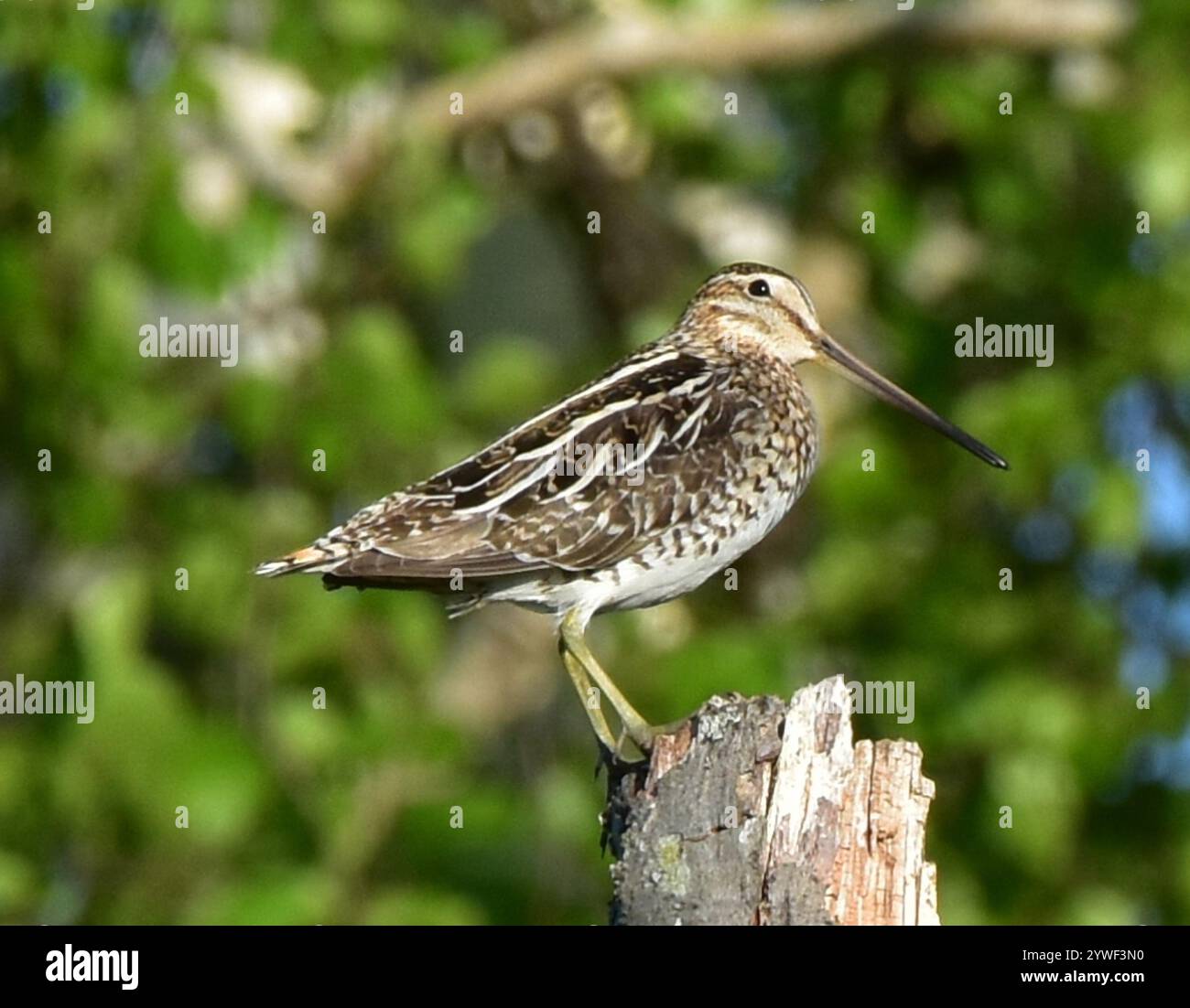 Common Snipe (Gallinago gallinago Stock Photo - Alamy