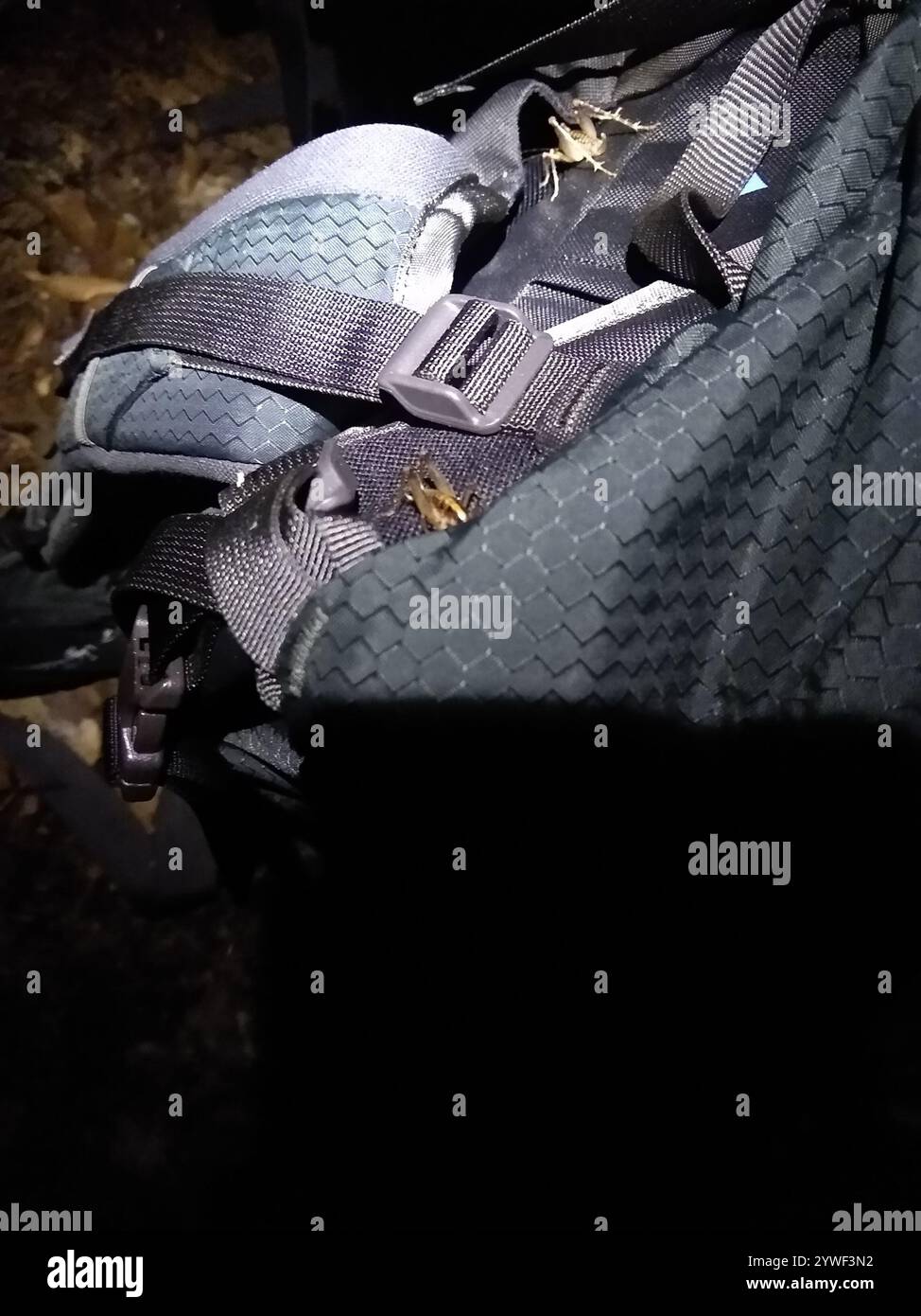 Camel Crickets, Cave Crickets, and Cave Wēta (Rhaphidophoridae Stock ...