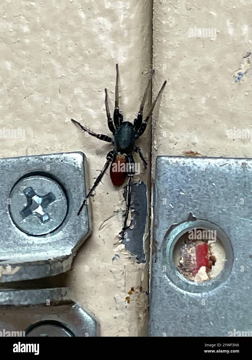 Red-spotted Ant-mimic Sac Spider (Castianeira descripta Stock Photo - Alamy