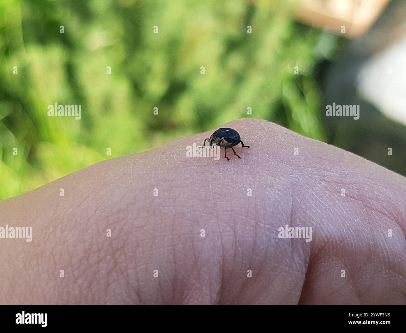 Iris weevil (Mononychus punctumalbum Stock Photo - Alamy