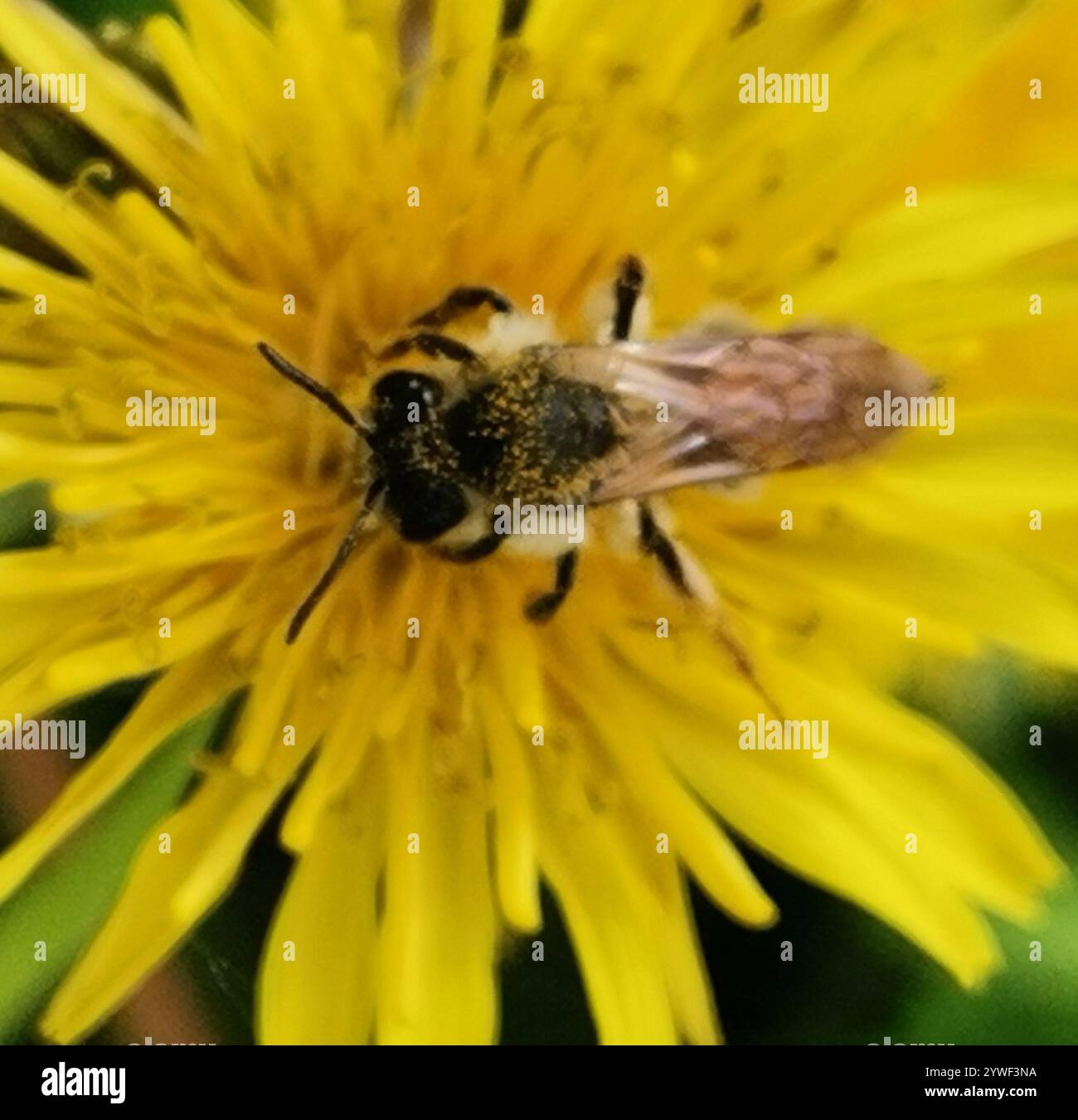 Mining Bees (Andrena Stock Photo - Alamy