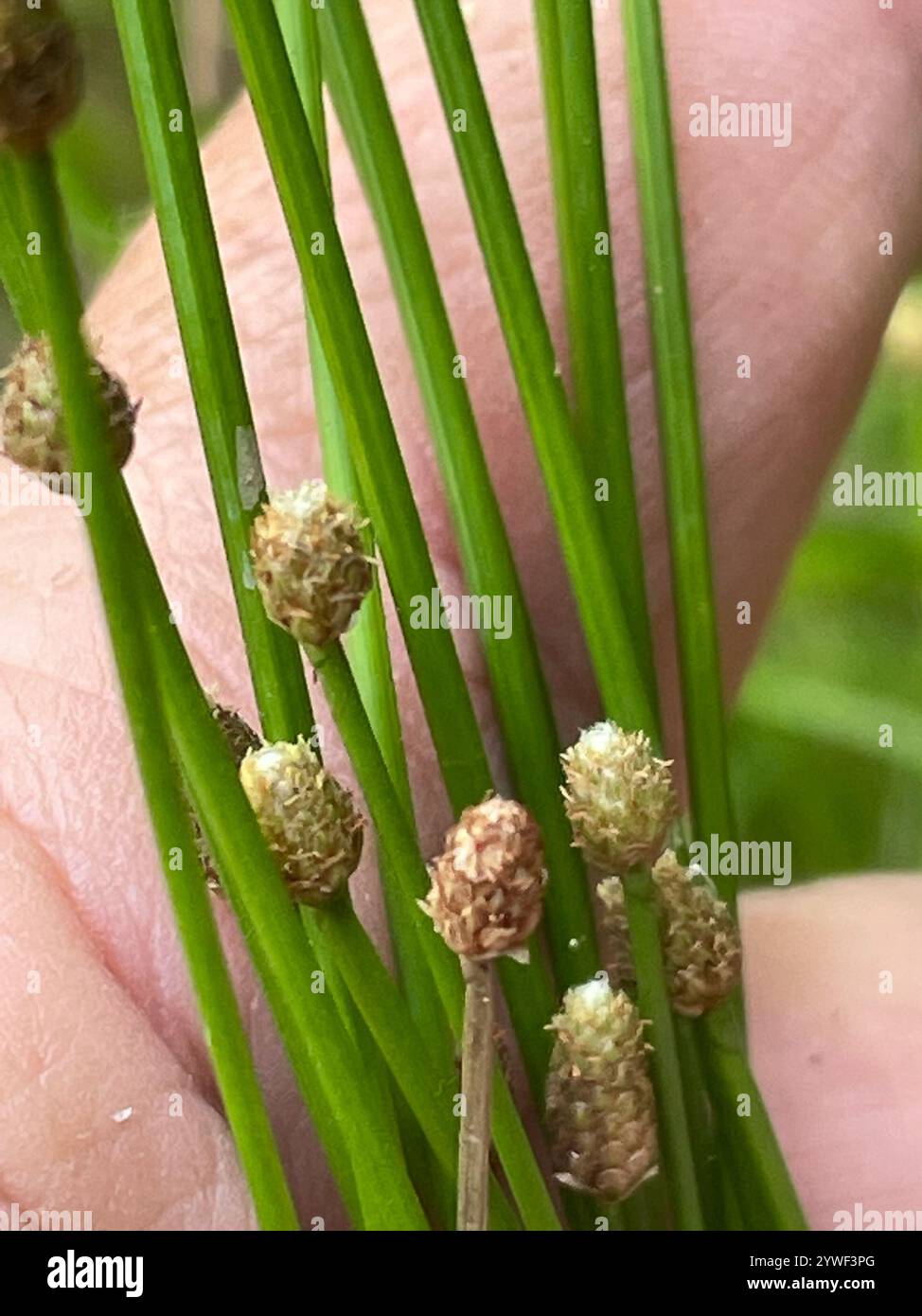 Blunt Spikerush (Eleocharis obtusa Stock Photo - Alamy