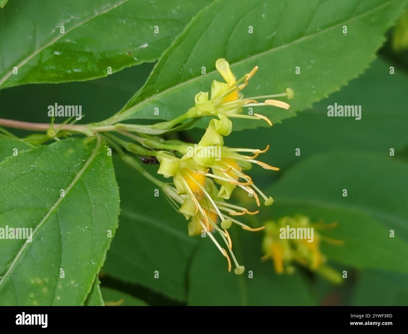 northern bush honeysuckle (Diervilla lonicera Stock Photo - Alamy