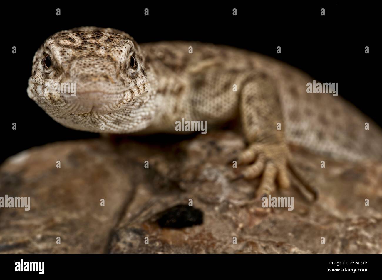 Western Storr's monitor (Varanus ocreatus Stock Photo - Alamy