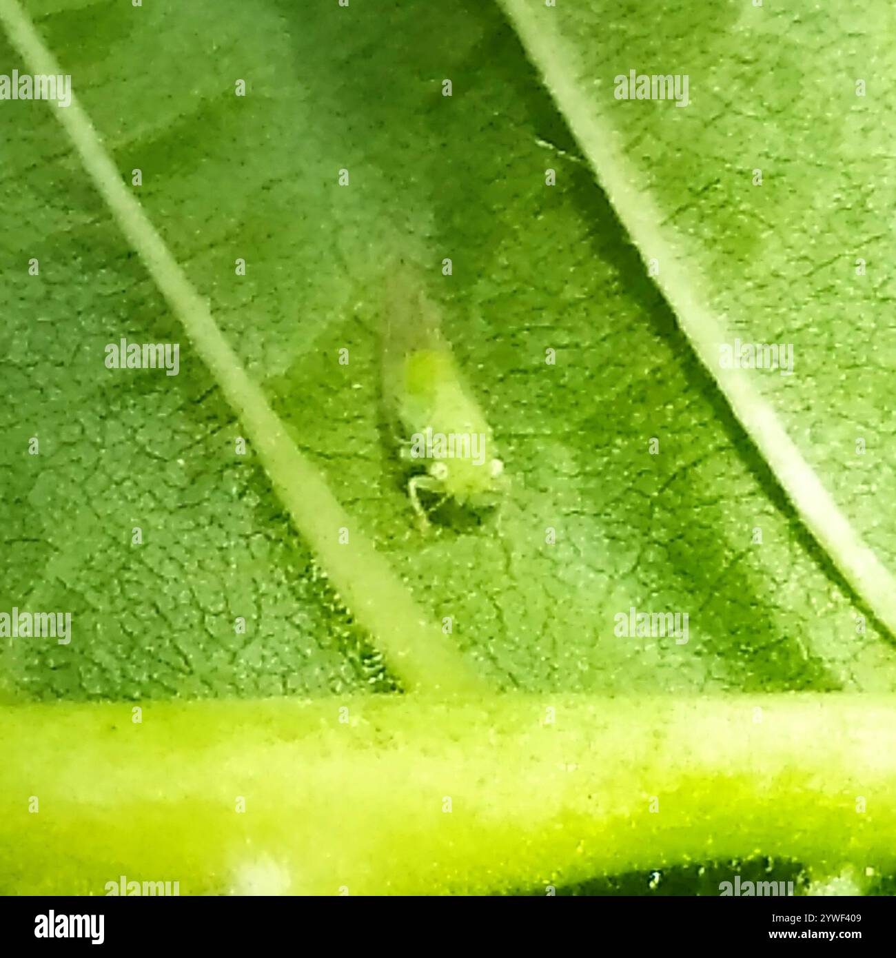 jumping plant lice (Psyllidae Stock Photo - Alamy