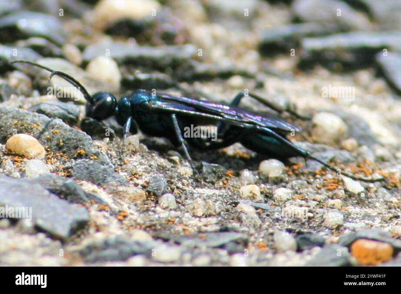 Blue mud dauber hi-res stock photography and images - Alamy