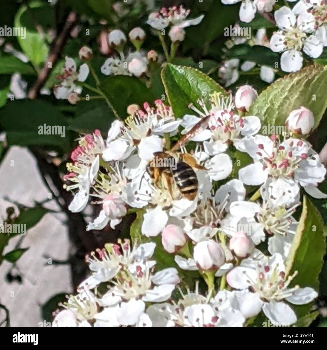 Prunus Miner Bee (Andrena prunorum Stock Photo - Alamy