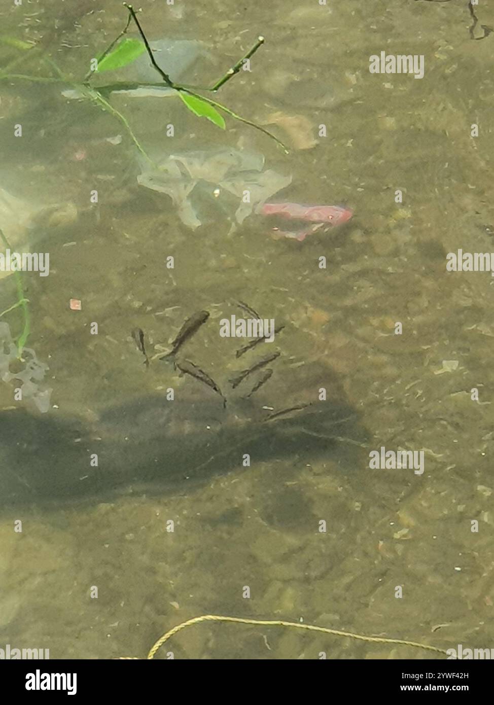 Ray-finned Fishes (Actinopterygii Stock Photo - Alamy