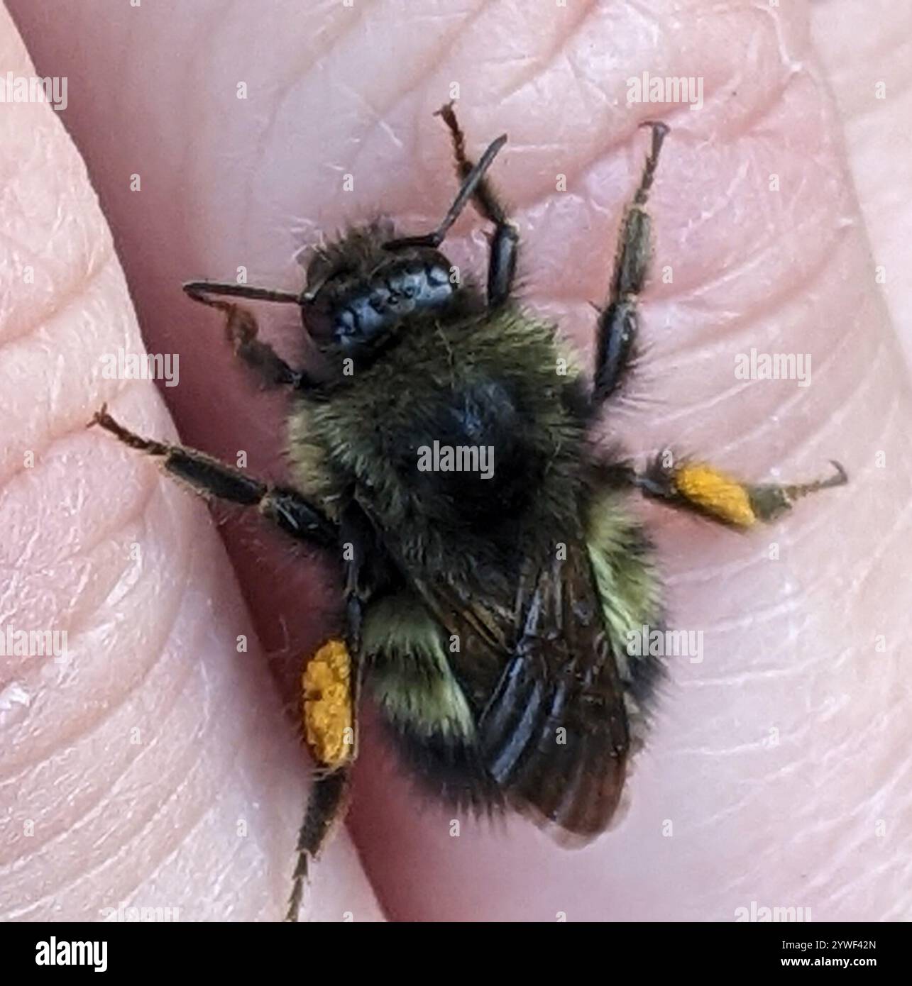 Sitka Bumble Bee (Bombus sitkensis Stock Photo - Alamy