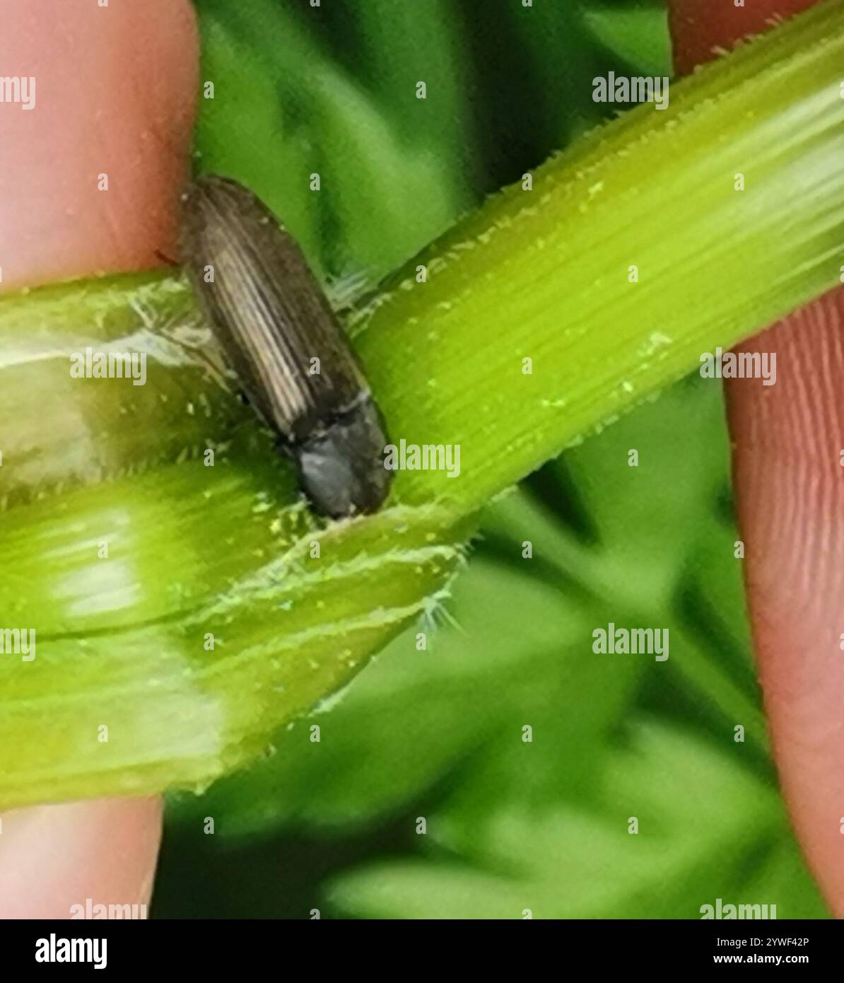 Click Beetles (Elateridae Stock Photo - Alamy