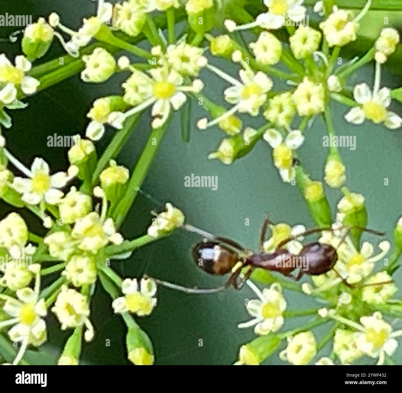 Bearded Carpenter ant (Camponotus subbarbatus Stock Photo - Alamy