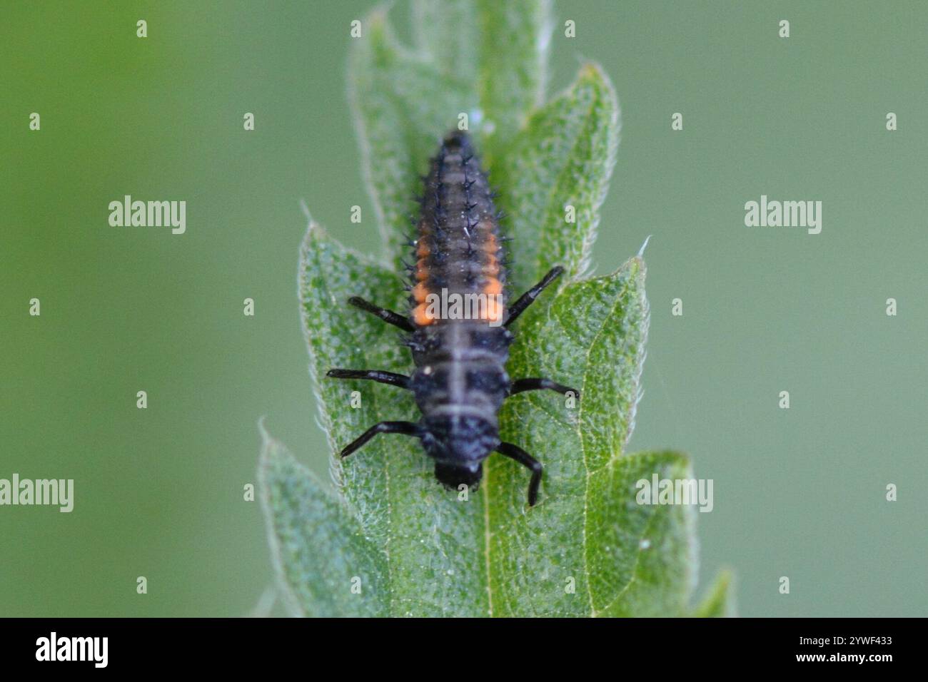 Asian Lady Beetle (Harmonia axyridis Stock Photo - Alamy