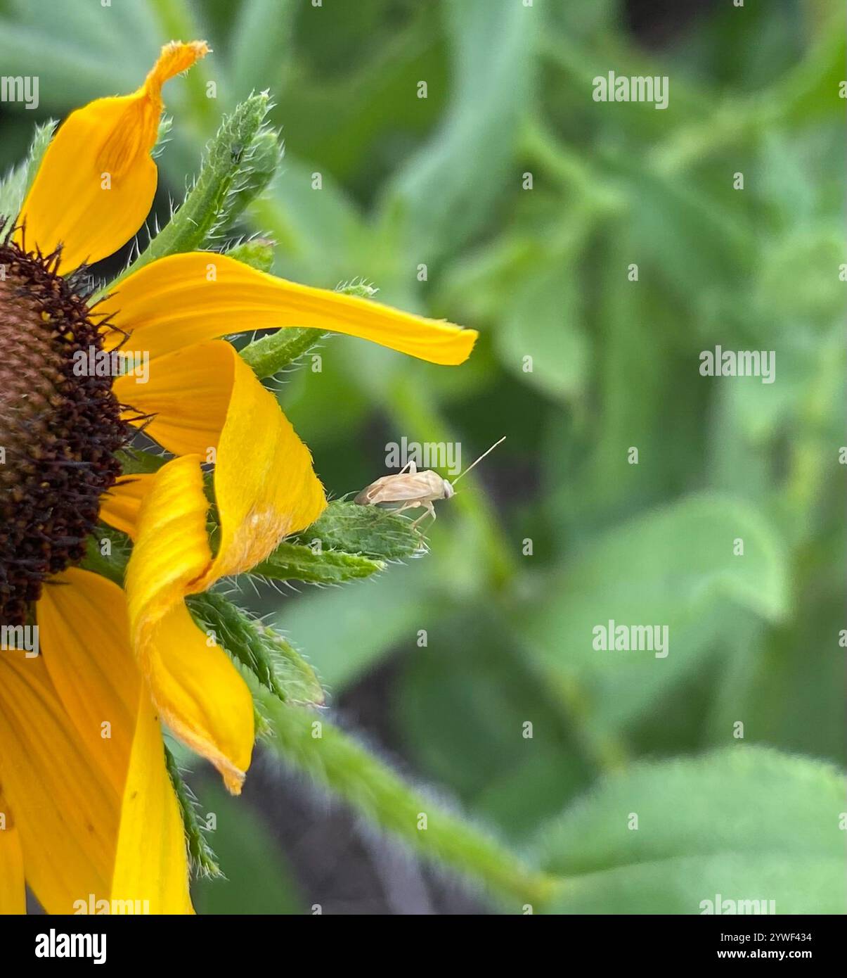 Broken-backed Bug (Taylorilygus apicalis Stock Photo - Alamy