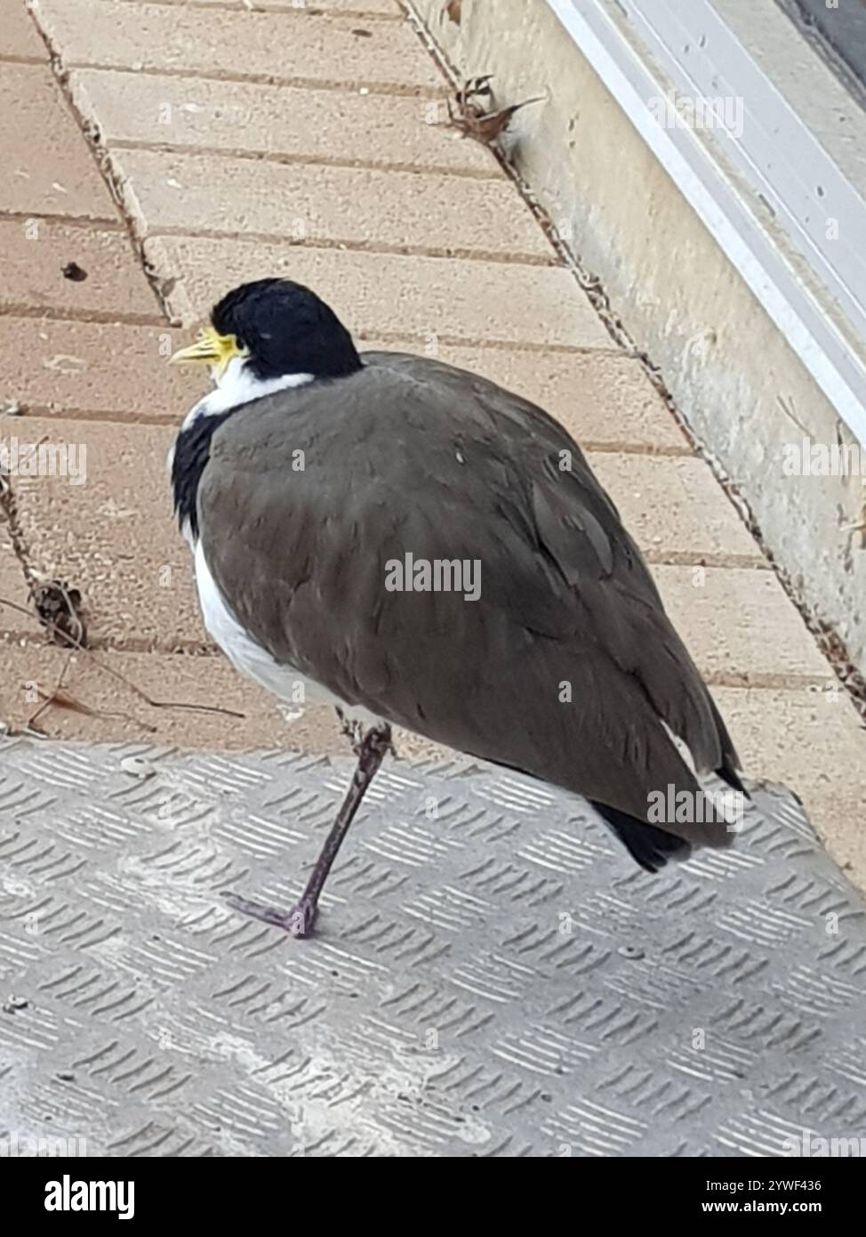 Black-shouldered Masked Lapwing (Vanellus miles novaehollandiae Stock ...