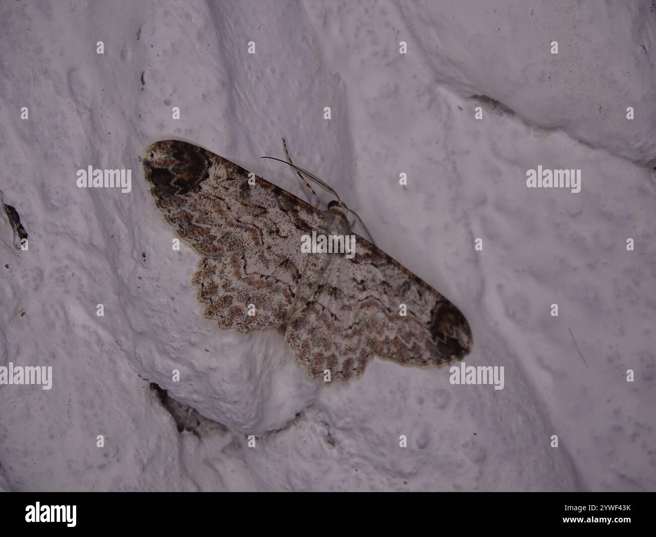 Geometer Moths (Geometridae Stock Photo - Alamy