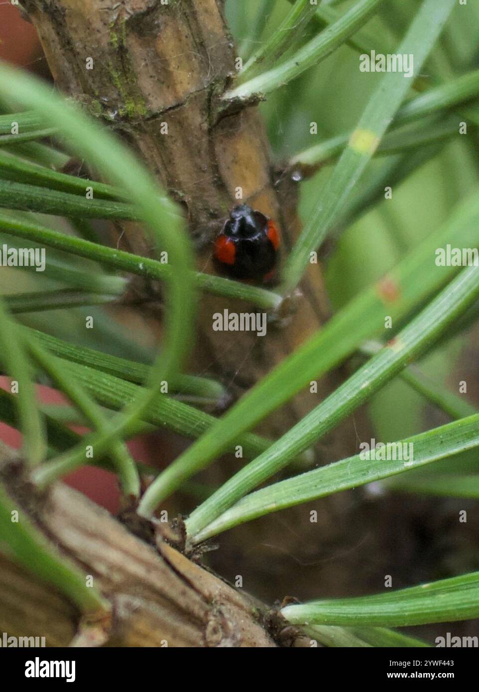 Two-spotted Lady Beetle (Adalia bipunctata Stock Photo - Alamy