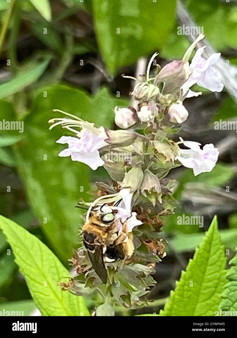 Common Longhorn Bee (Melissodes communis Stock Photo - Alamy