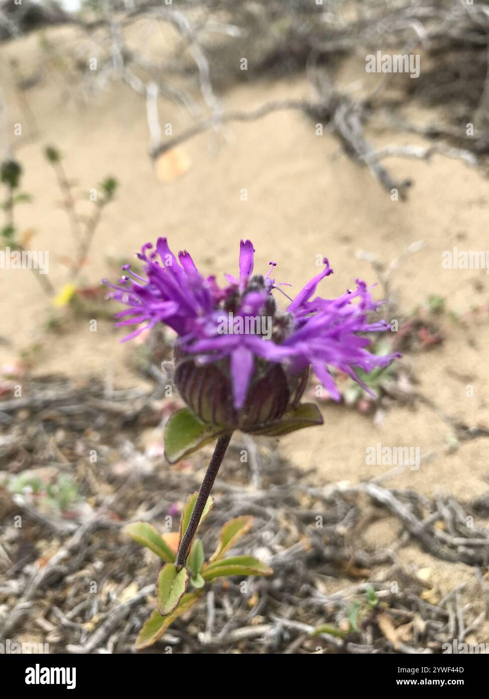 (Monardella sinuata nigrescens Stock Photo - Alamy
