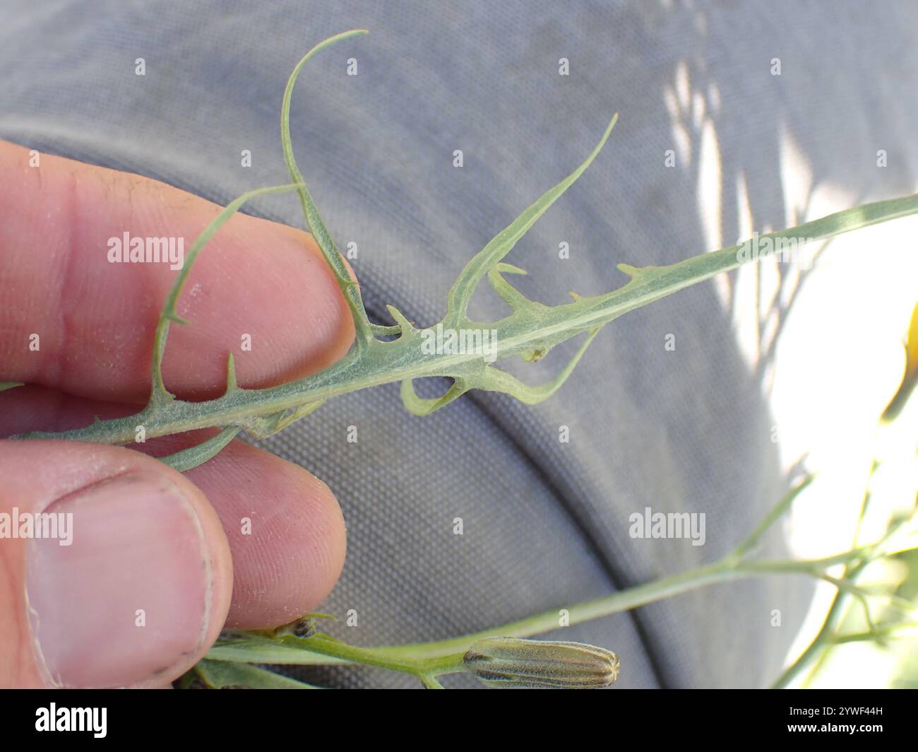 Slender Hawksbeard (Crepis atribarba Stock Photo - Alamy