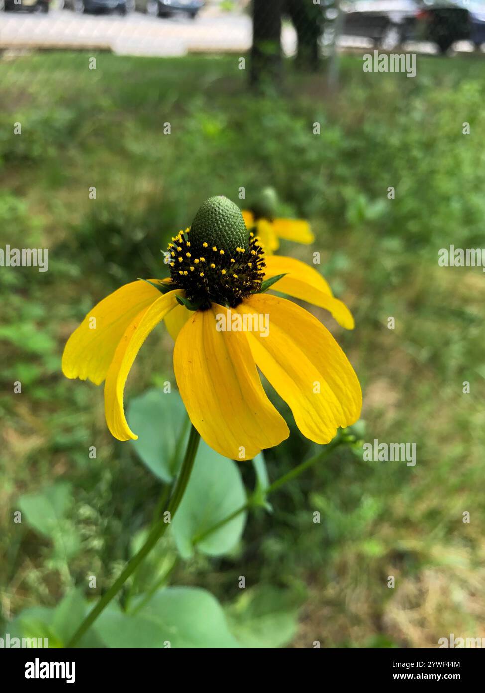 clasping coneflower (Rudbeckia amplexicaulis Stock Photo - Alamy