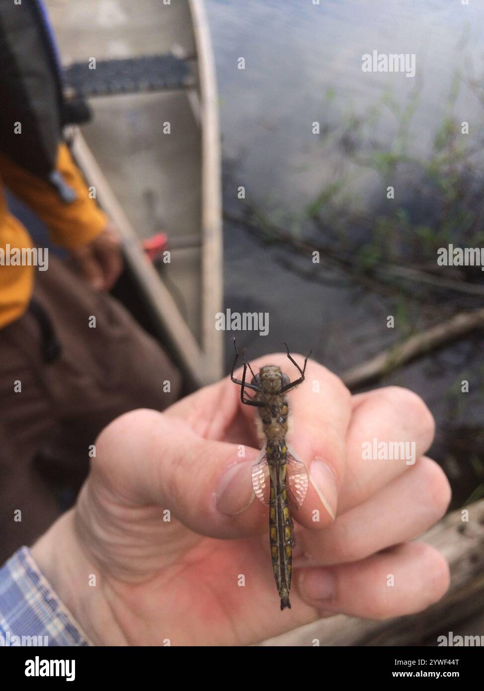 Beaverpond Baskettail (Epitheca canis Stock Photo - Alamy