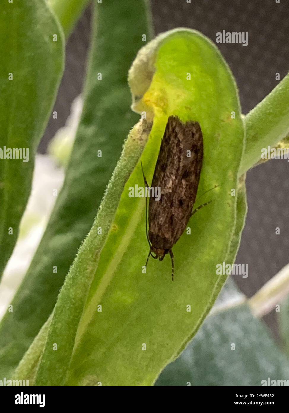 Brown House Moth (Hofmannophila pseudospretella Stock Photo - Alamy