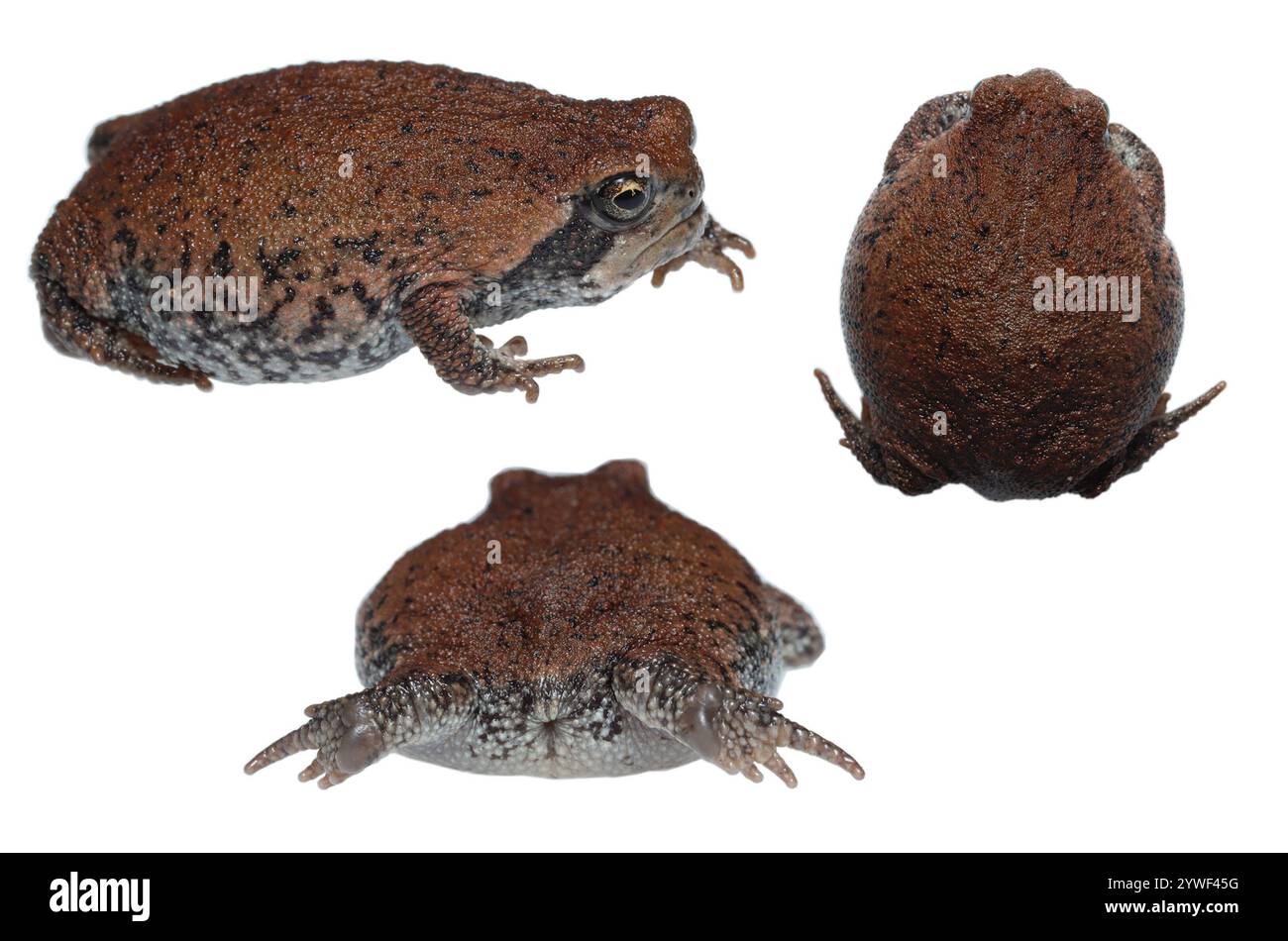 Mountain Rain Frog (Breviceps montanus Stock Photo - Alamy