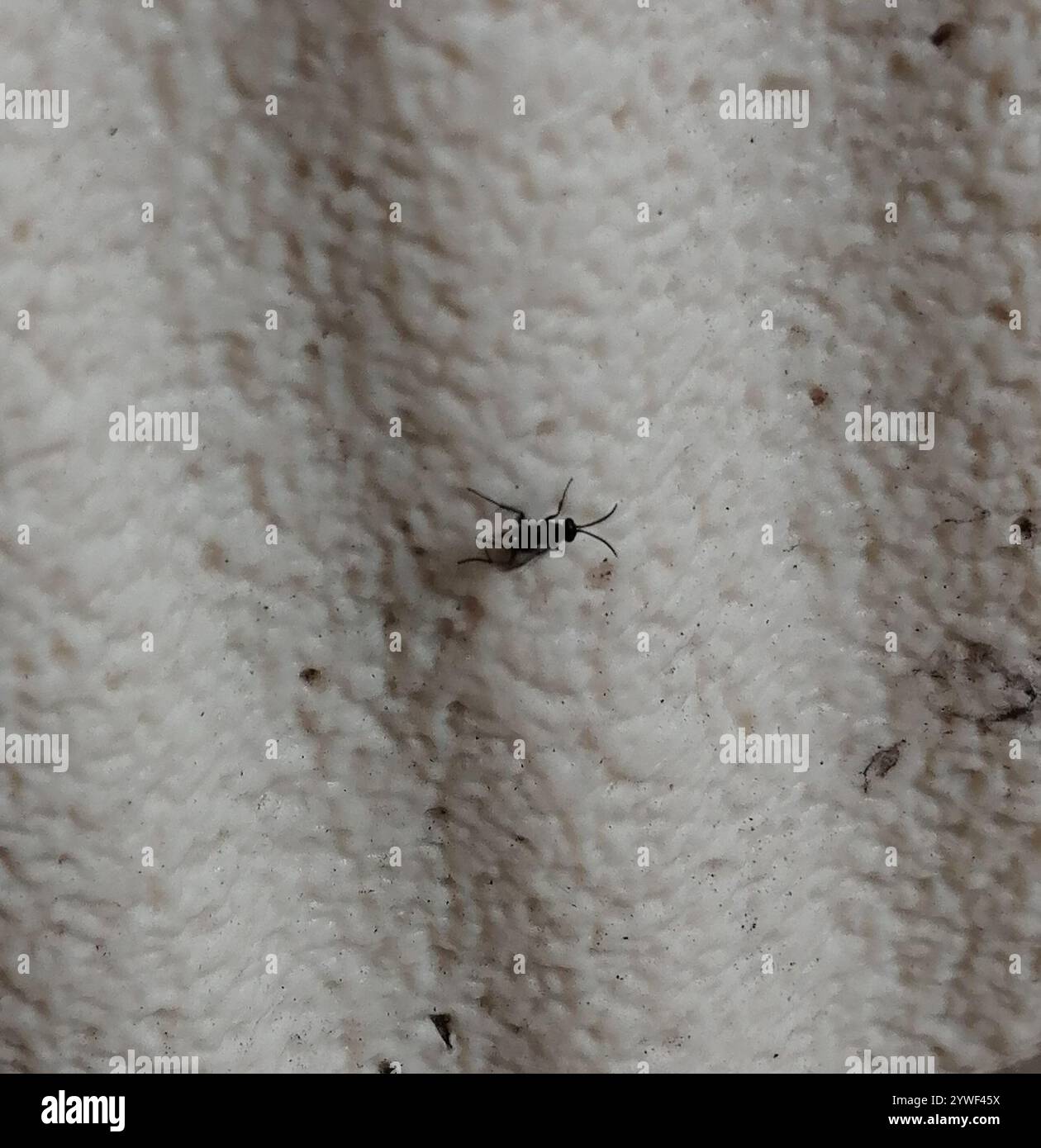 Ants, Bees, Wasps, and Sawflies (Hymenoptera Stock Photo - Alamy