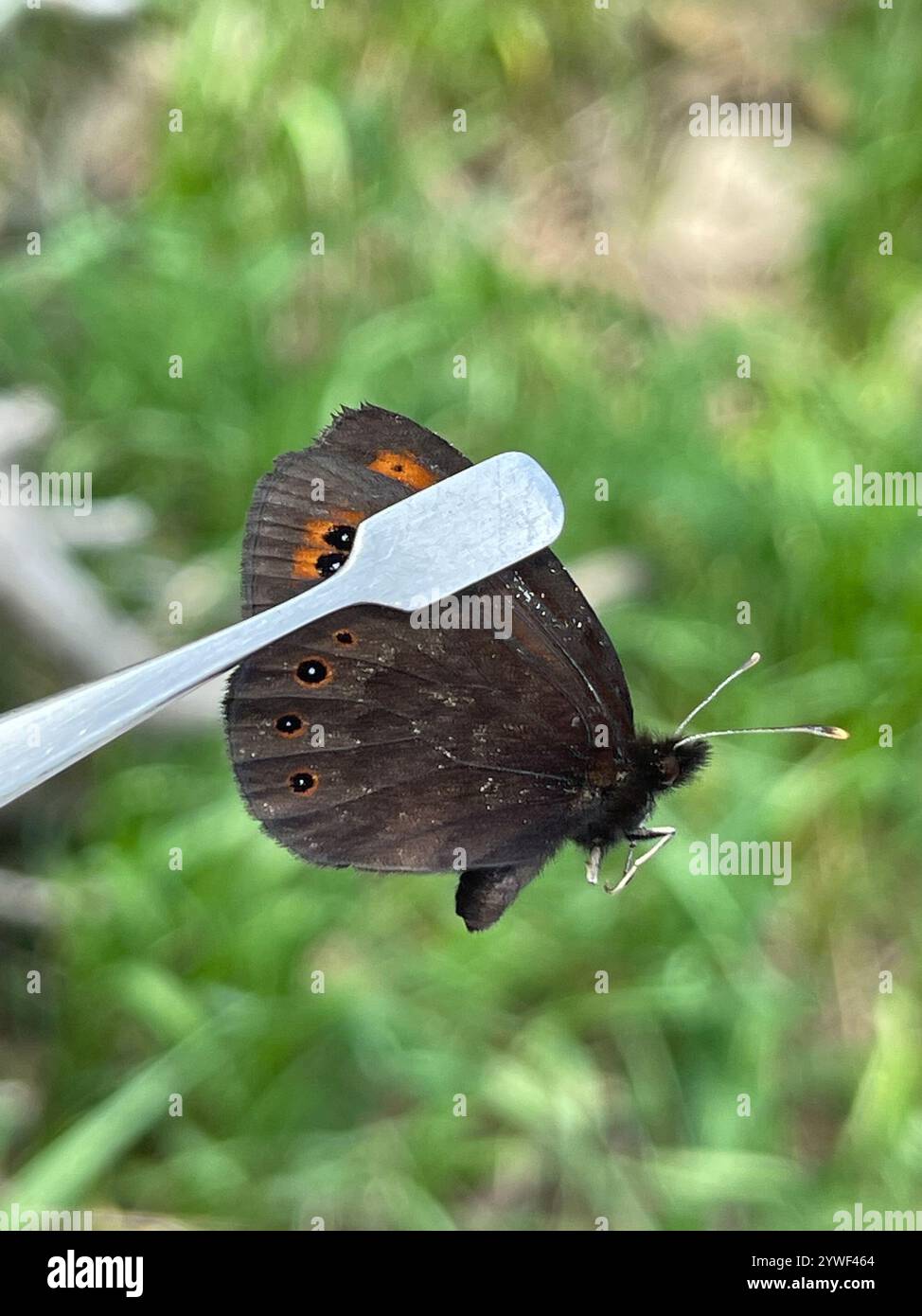 Common Alpine (Erebia epipsodea Stock Photo - Alamy