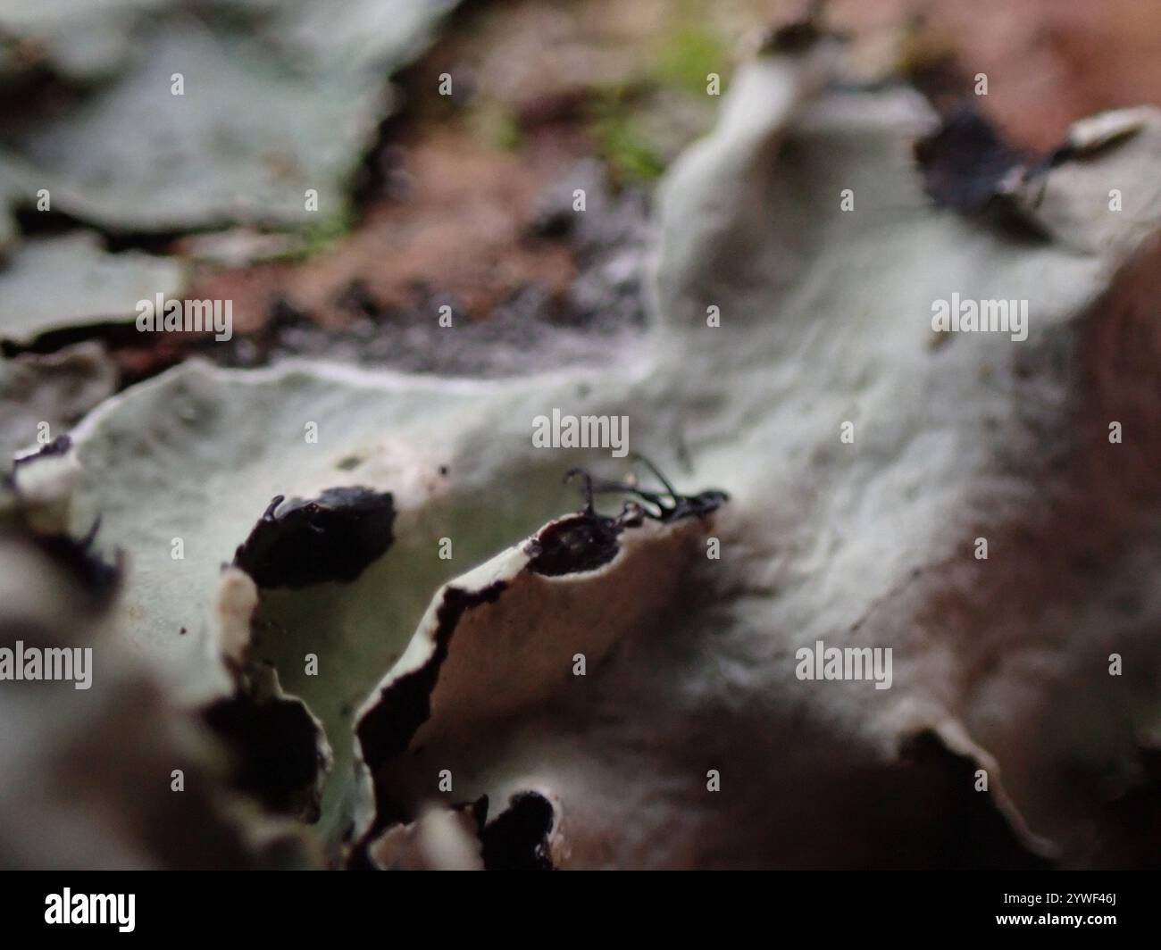 Ruffle Lichens (Parmotrema Stock Photo - Alamy