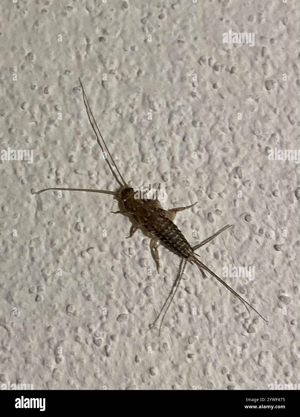 Ctenolepisma lineatum hi-res stock photography and images - Alamy