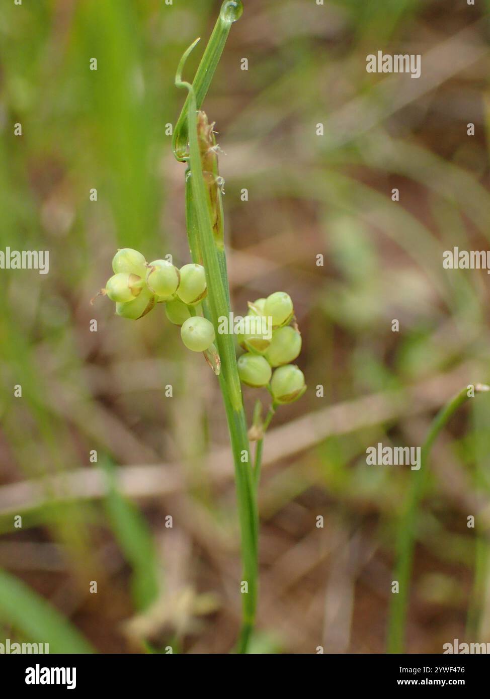 golden sedge (Carex aurea Stock Photo - Alamy
