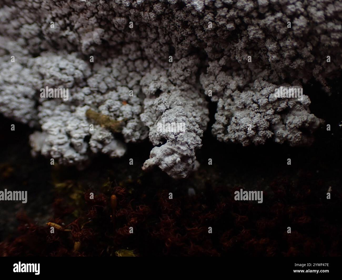 wart lichens, water lichens, and allies (Pertusariales Stock Photo - Alamy