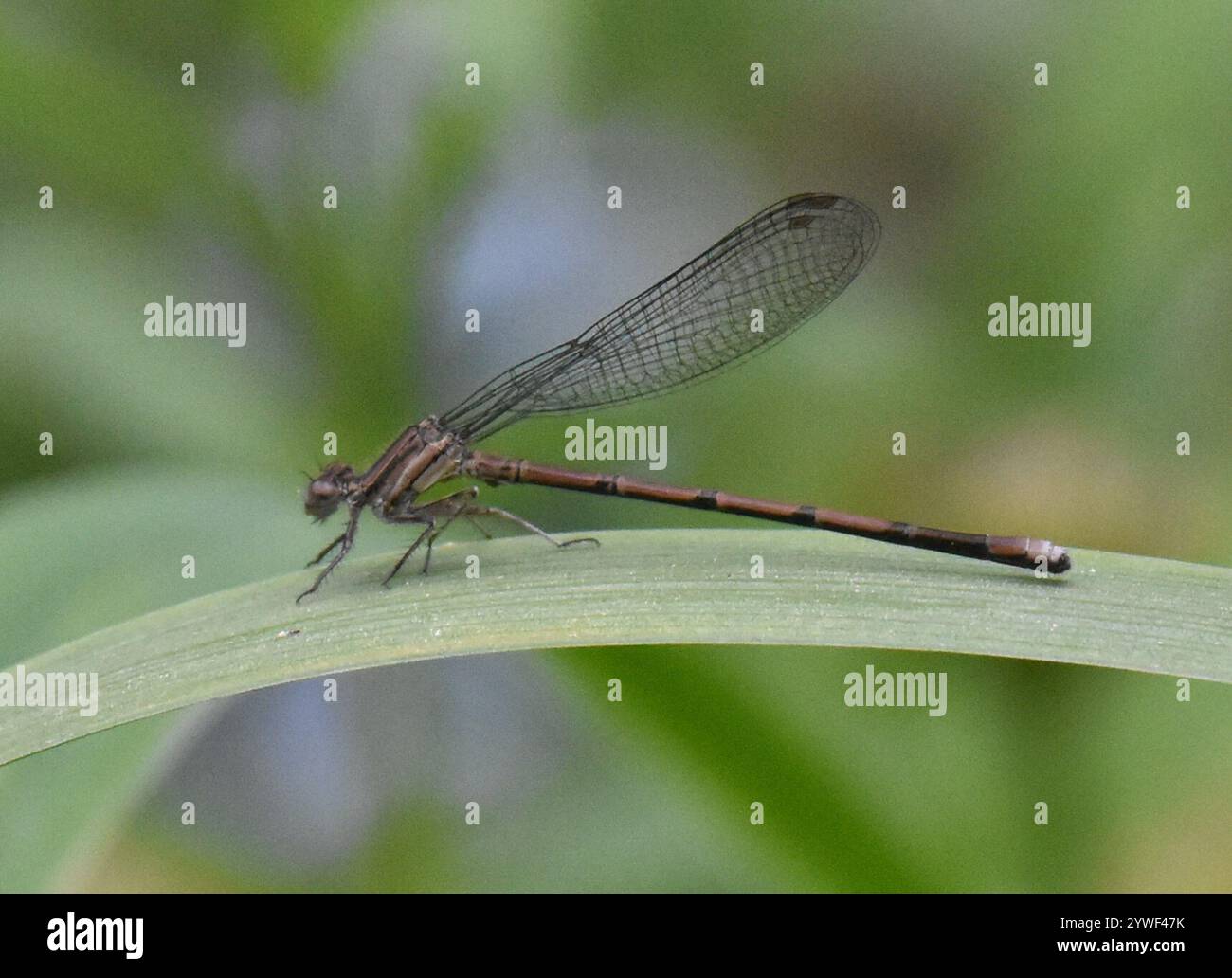 Variable Dancer (Argia fumipennis Stock Photo - Alamy