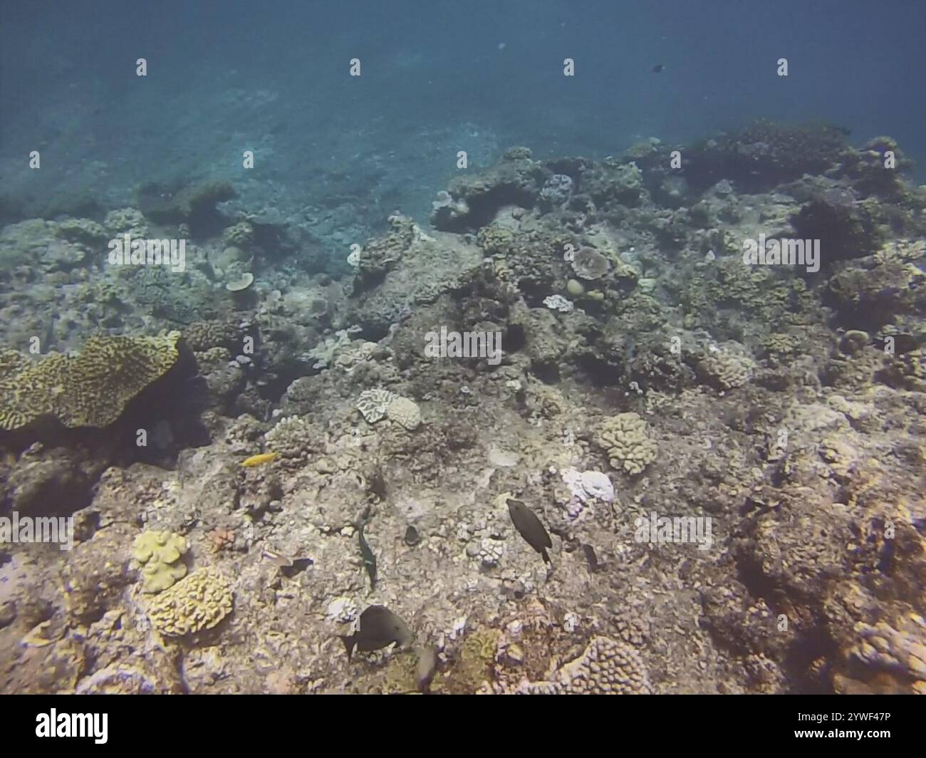Surgeonfishes, Tangs, and Unicornfishes (Acanthuridae Stock Photo - Alamy