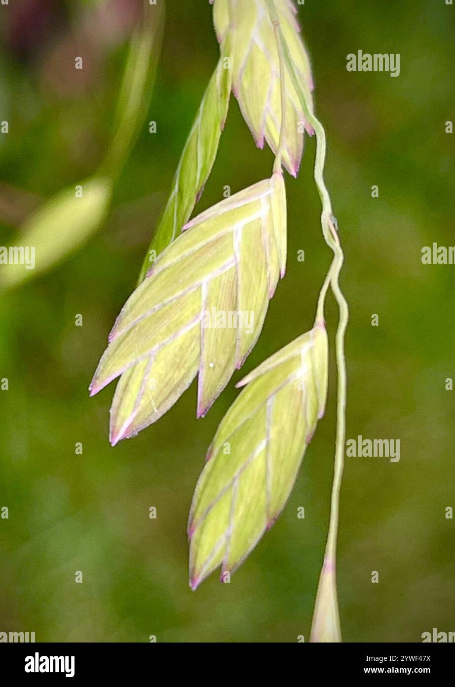 inland wood oats (Chasmanthium latifolium Stock Photo - Alamy