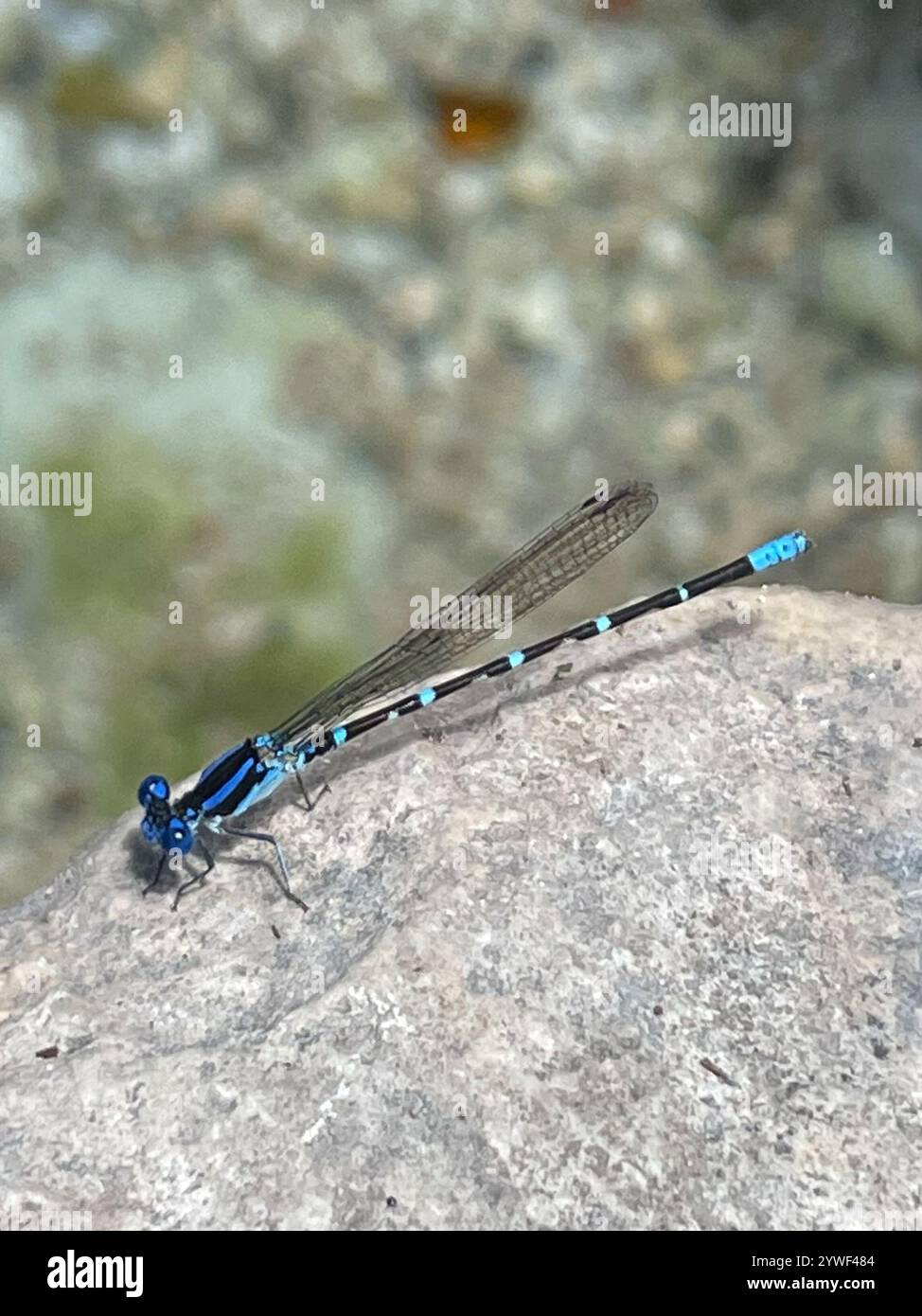 Blue-ringed Dancer (Argia sedula Stock Photo - Alamy