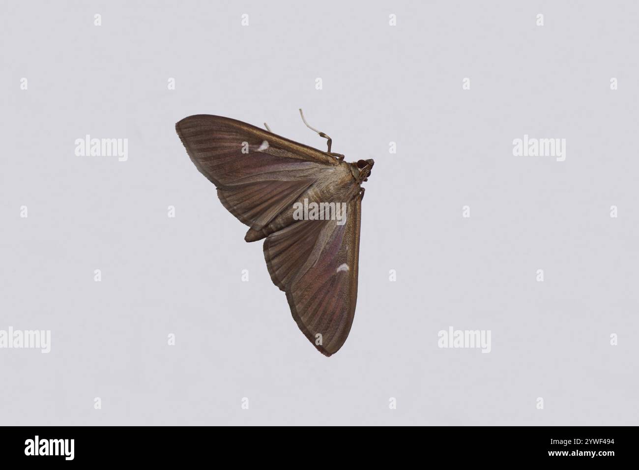 Dark form of a Box tree moth (Cydalima perspectalis), family grass ...