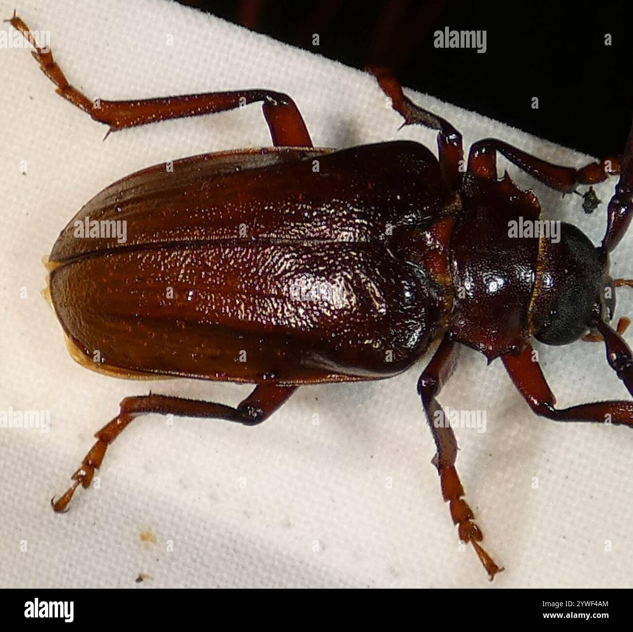 Prionus imbricornis hi-res stock photography and images - Alamy
