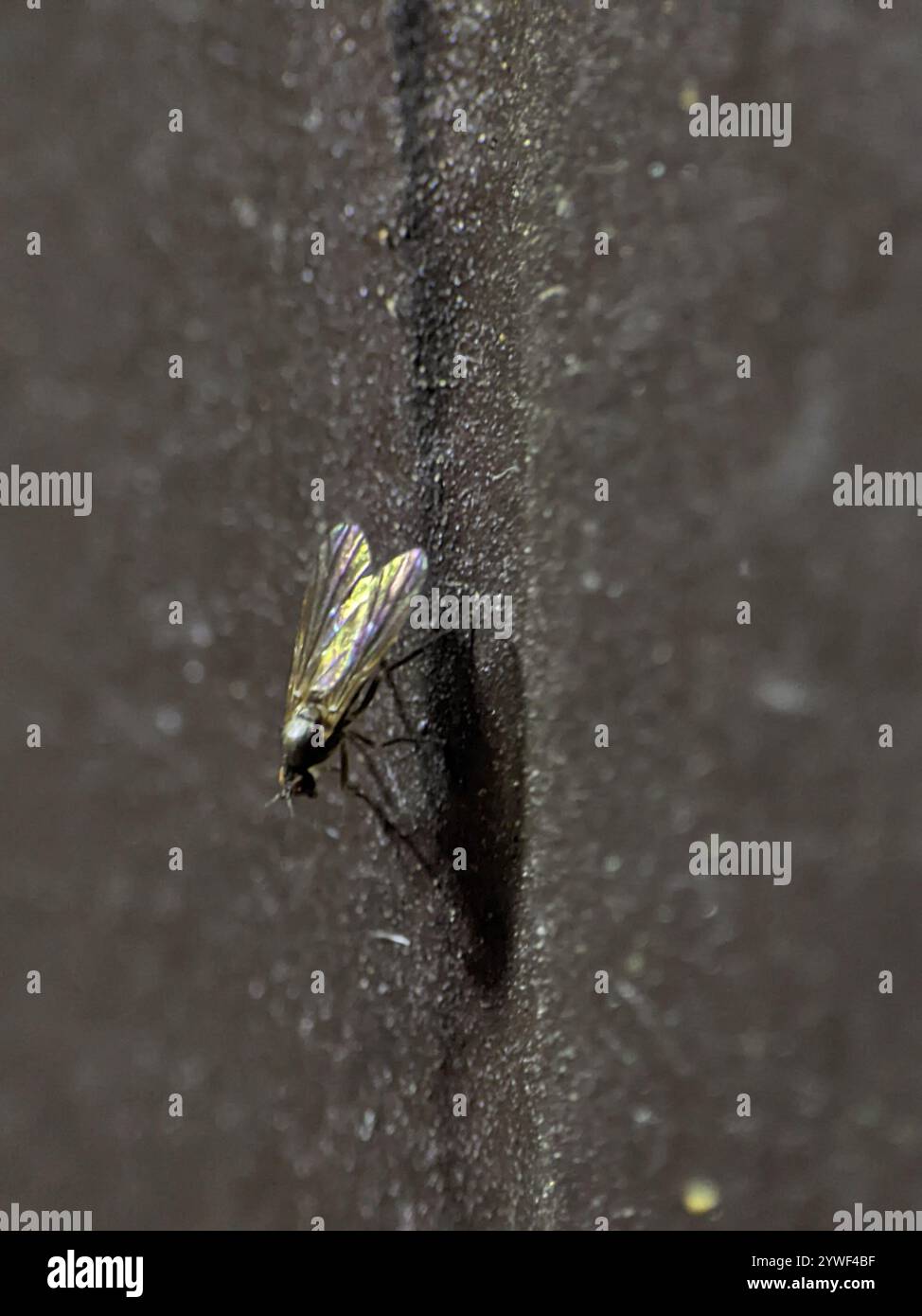 Balloon Flies (Hilara Stock Photo - Alamy