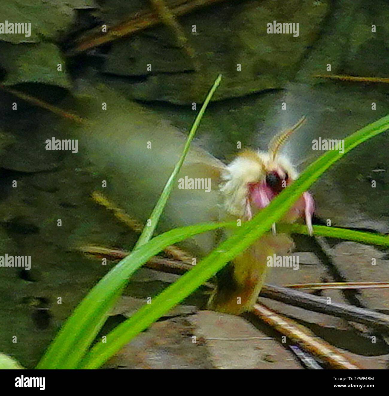Rosy Maple Moth (Dryocampa rubicunda Stock Photo - Alamy