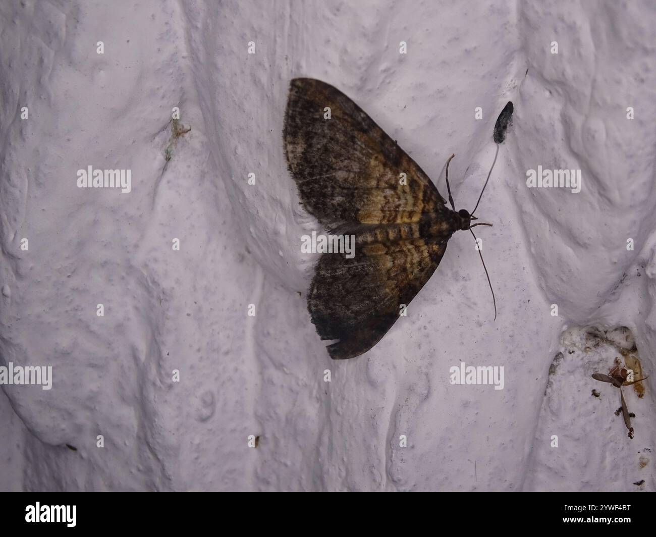 Carpet Moths (Larentiinae Stock Photo - Alamy