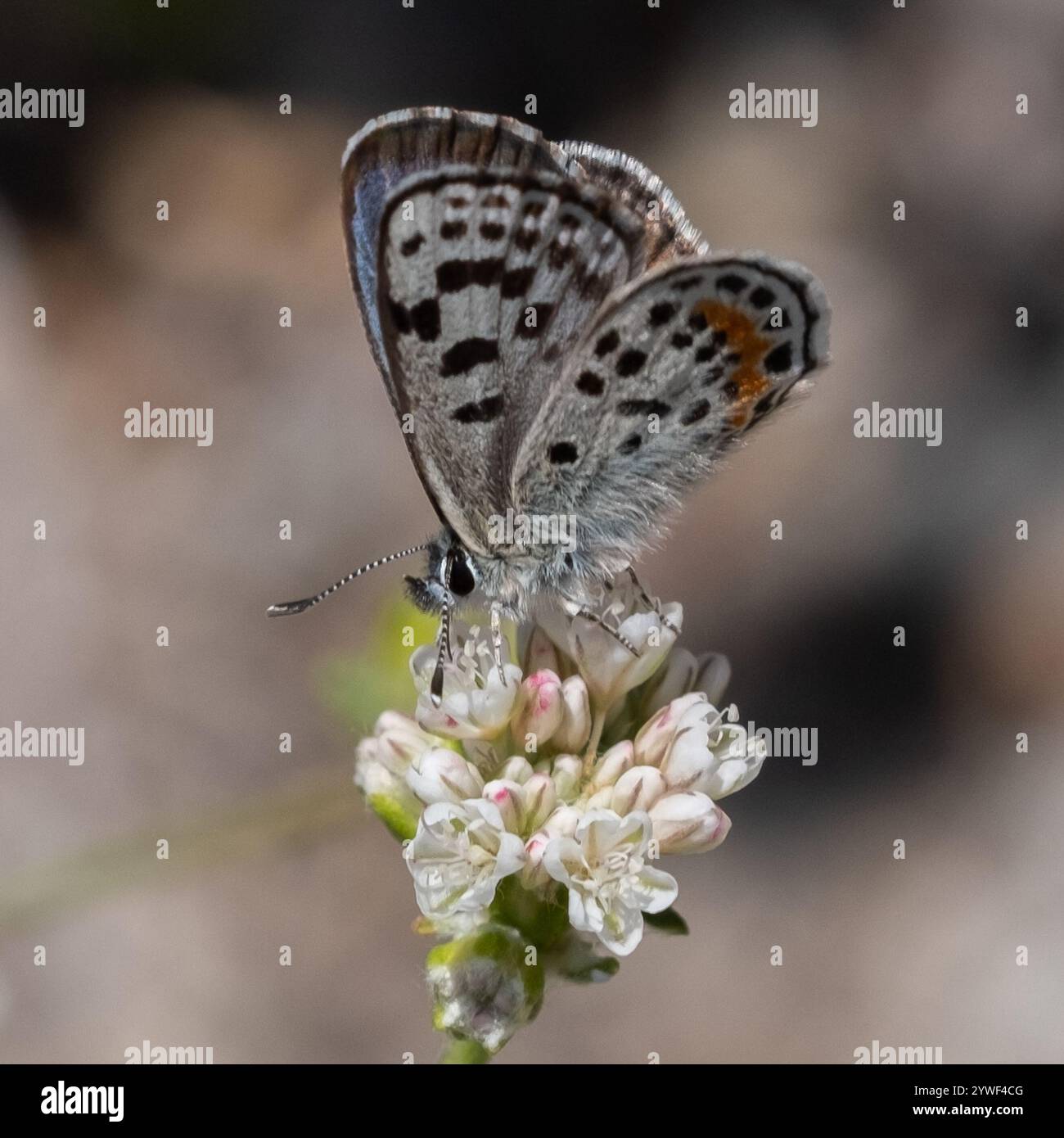 El Segundo Blue (Euphilotes battoides allyni Stock Photo - Alamy