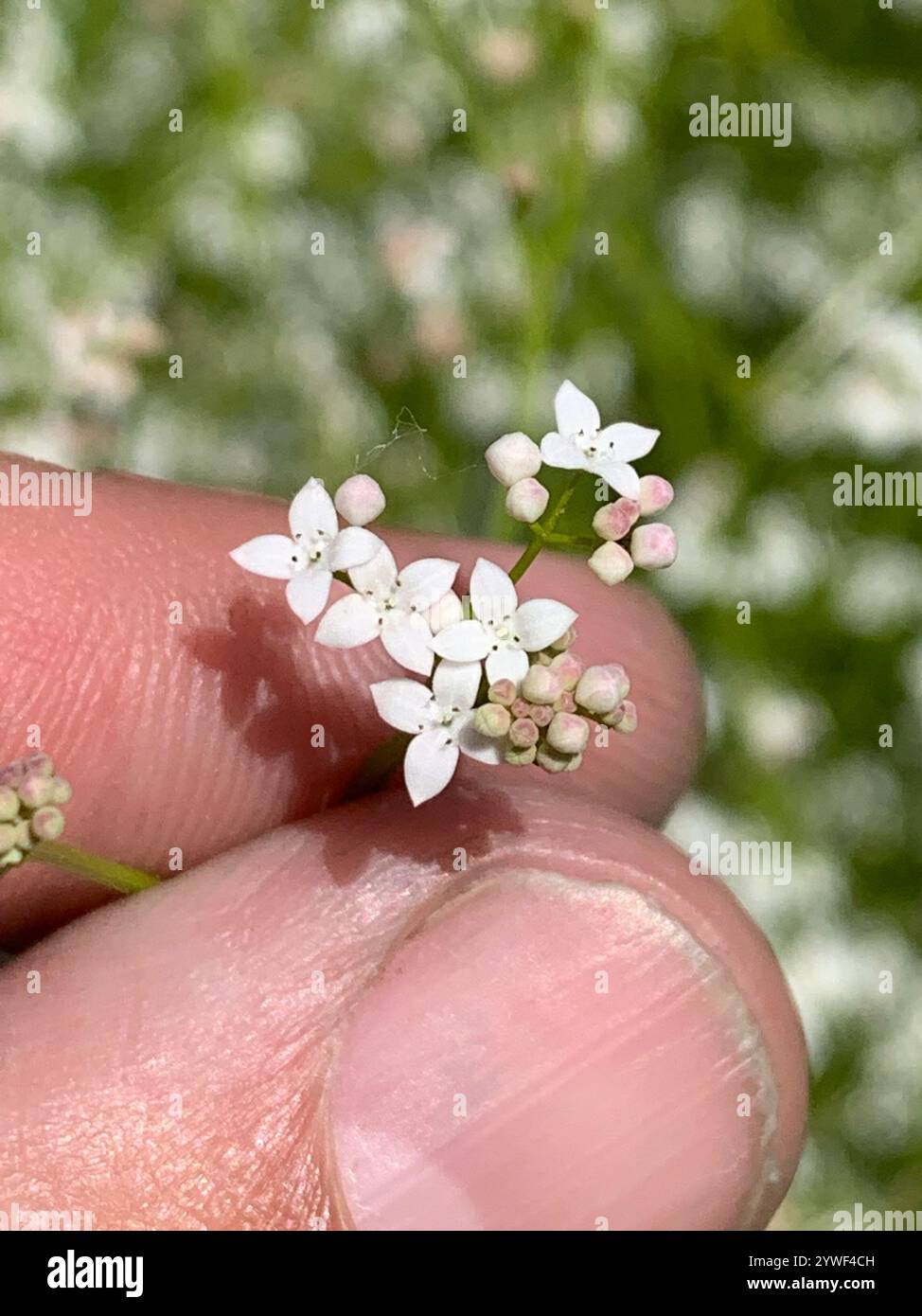 Common Marsh-bedstraw (Galium palustre Stock Photo - Alamy