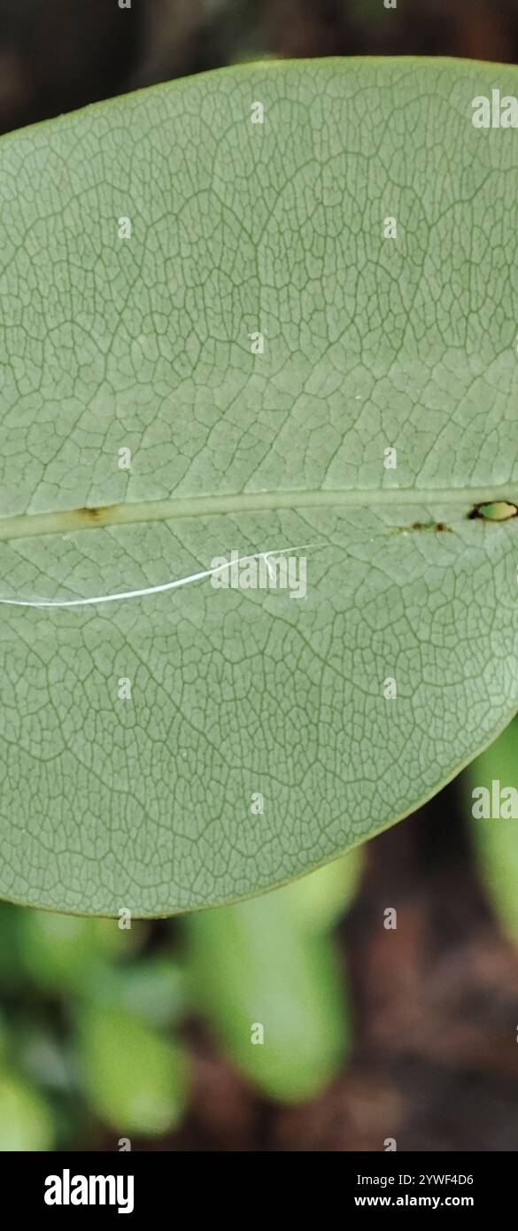 coca family (Erythroxylaceae Stock Photo - Alamy