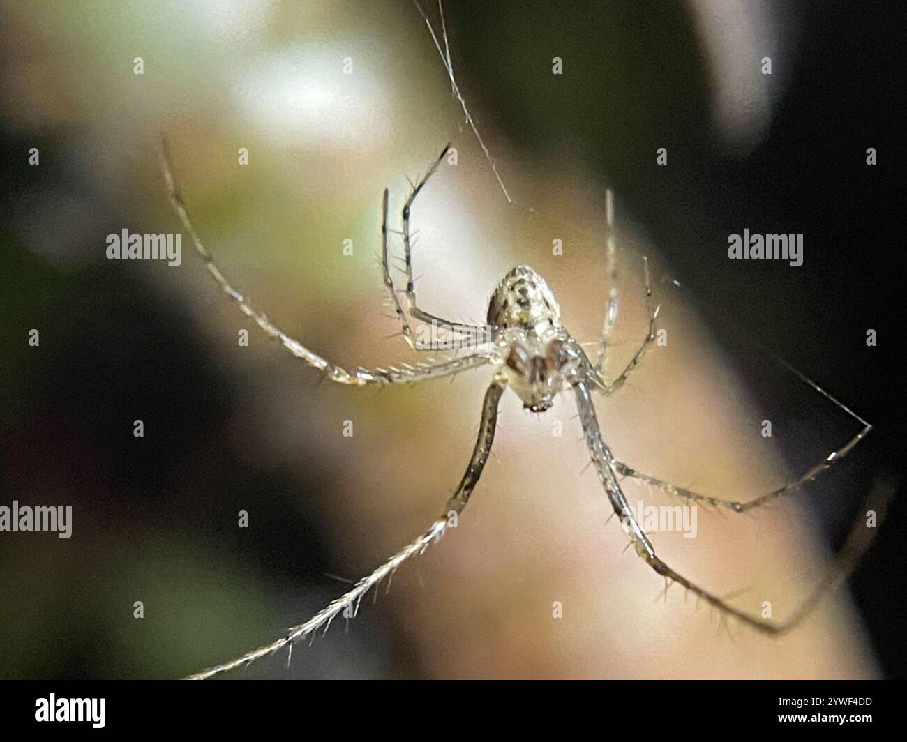 Pirate Spiders (Mimetidae Stock Photo - Alamy