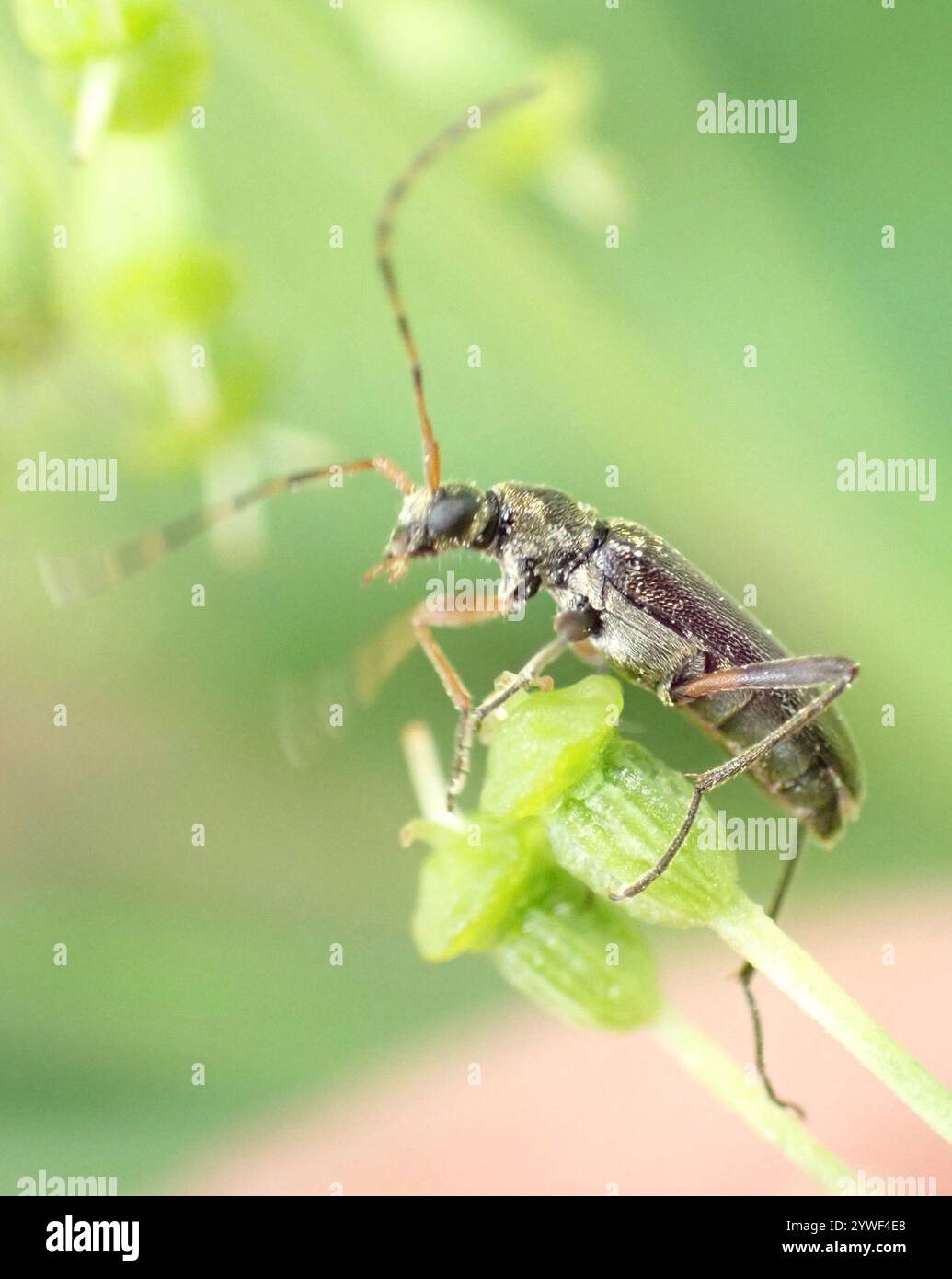 common grammoptera (Grammoptera ruficornis Stock Photo - Alamy